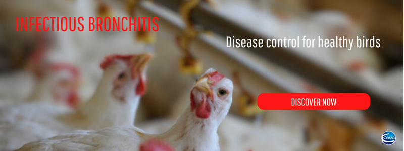 Infectious Bronchitis in Poultry