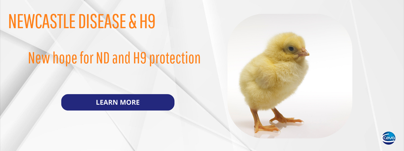 Newcastle Disease Overview | Impact on Poultry Production | Ceva Animal ...