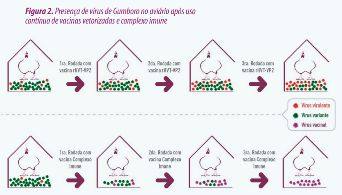 O que significa controlar a Doença de Gumboro?