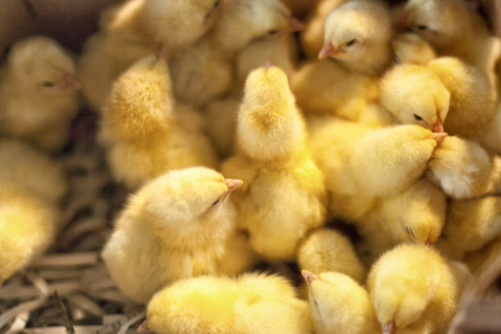 Smart Hatch Spray And Gel