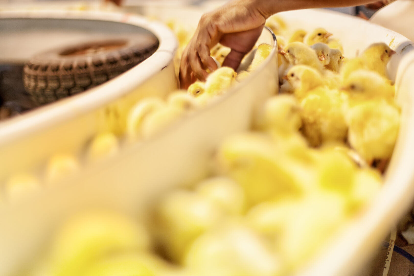 Smart Hatch Spray And Gel