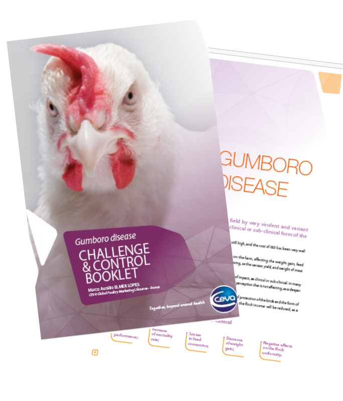 Symptoms of Infectious Bursal Disease (IBD) | Clinical Signs Gumboro