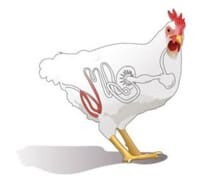 Effective Coccidiosis Diagnosis and Management in Poultry