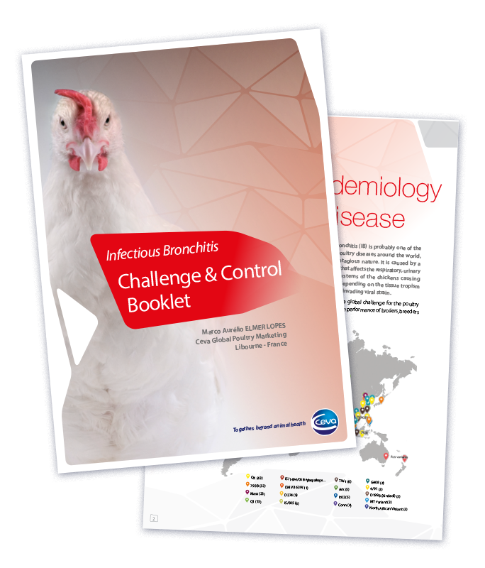 Infectious Bronchitis Disease – How to diagnose