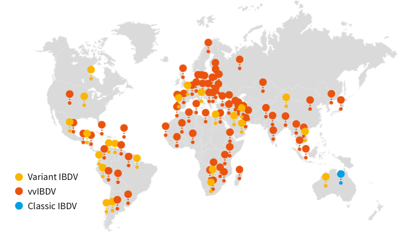 Infectious Bursal Disease | Overview of Gumboro Disease in Chickens