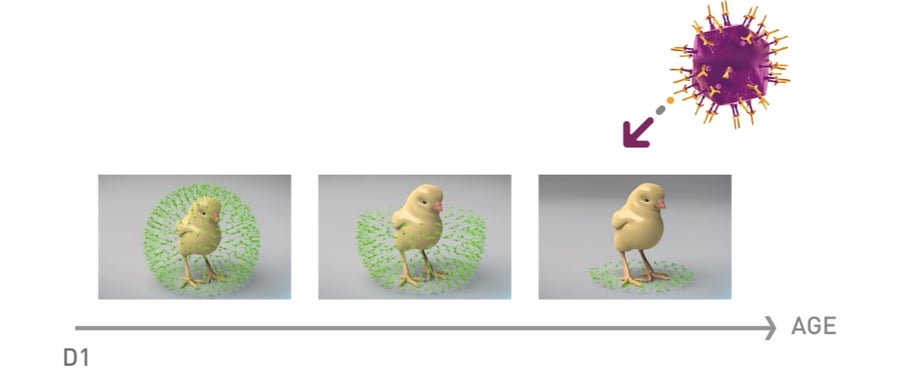 Different Types of Gumboro Vaccines | Varieties of IBD Vaccines