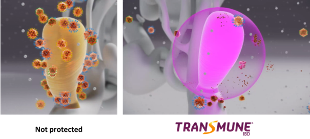 Symptoms of Infectious Bursal Disease (IBD) | Clinical Signs Gumboro