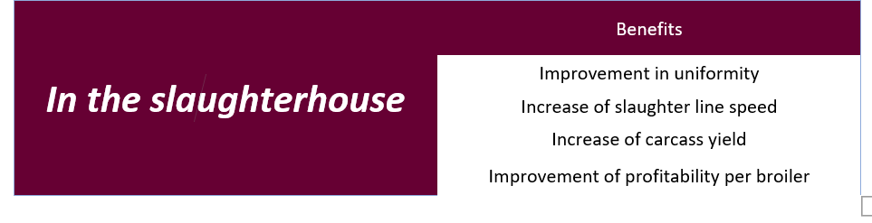 Symptoms of Infectious Bursal Disease (IBD) | Clinical Signs Gumboro