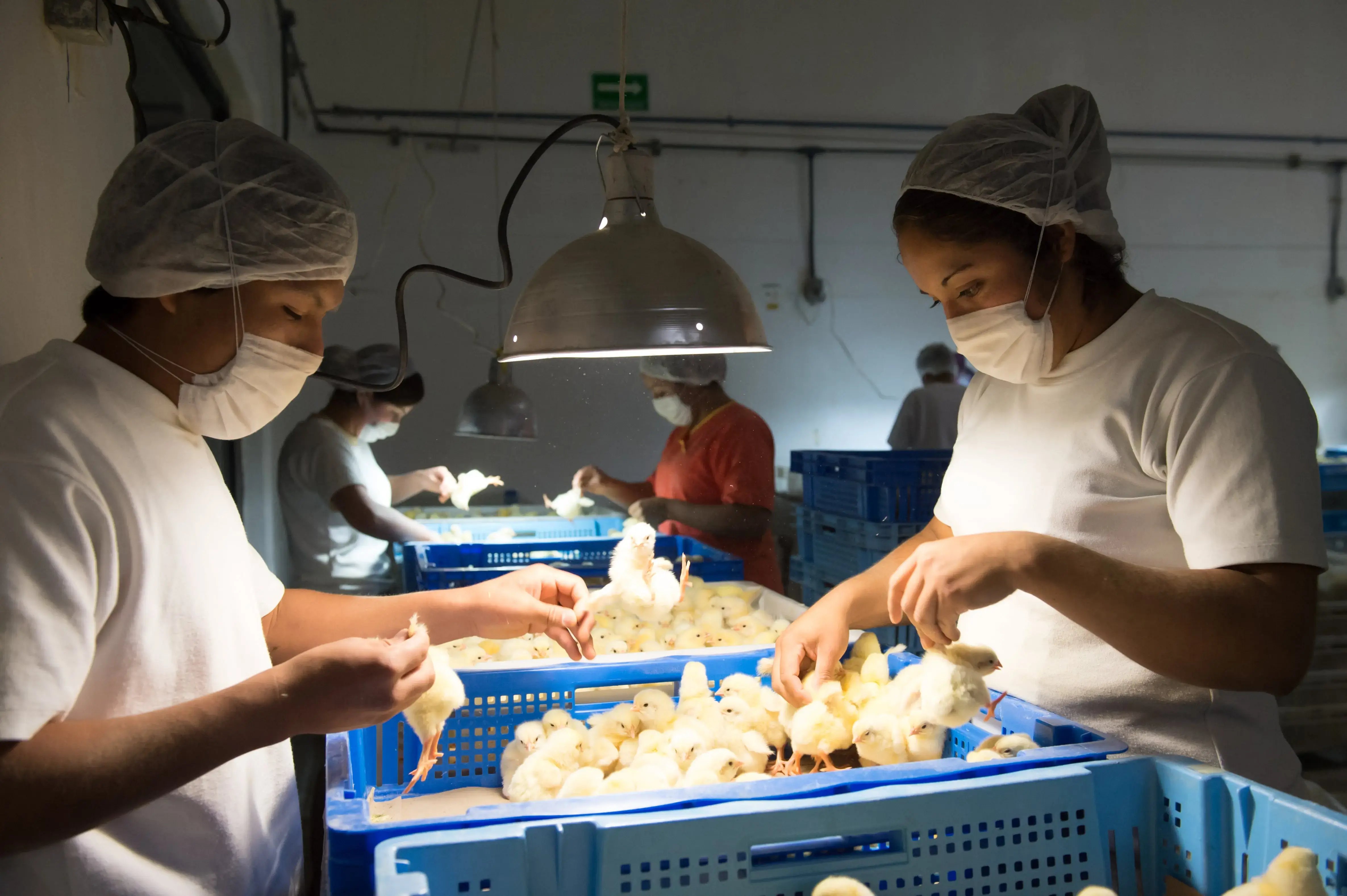 Genesys Gender Sorting System