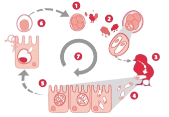 Coccidiosis Symptoms and Lifecycle | Understanding Eimeria in Poultry