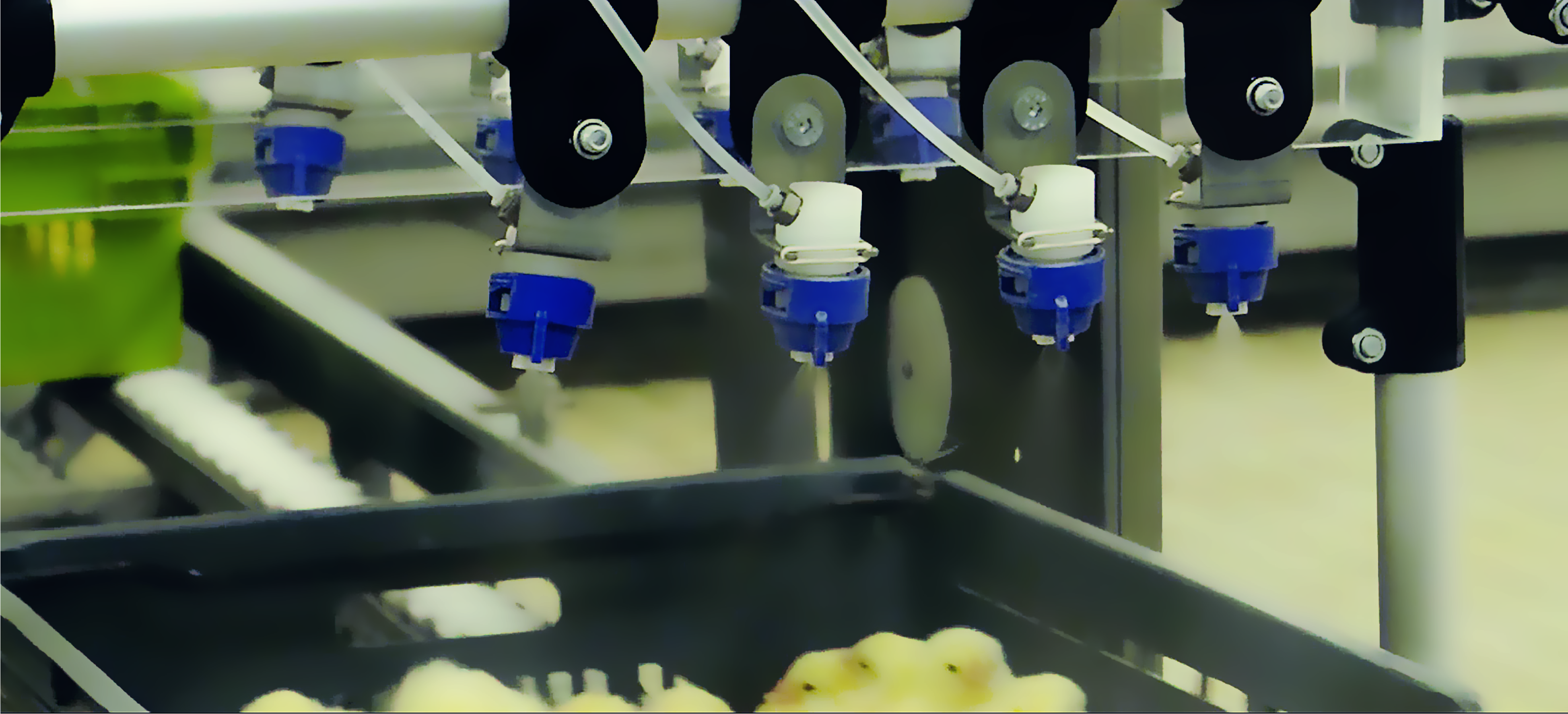 Bases que sustentam a qualidade da vacinação por spray nos incubatórios ...