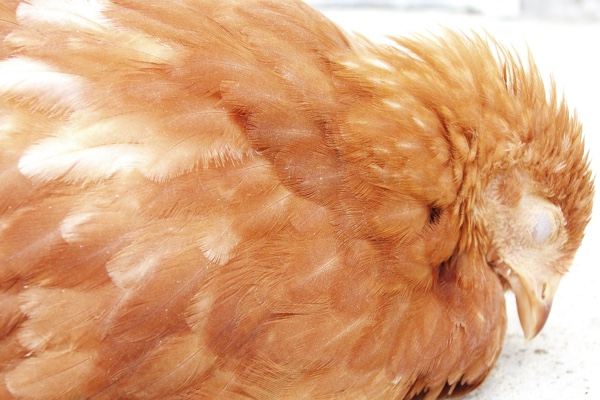 Symptoms of Infectious Bursal Disease (IBD) | Clinical Signs Gumboro