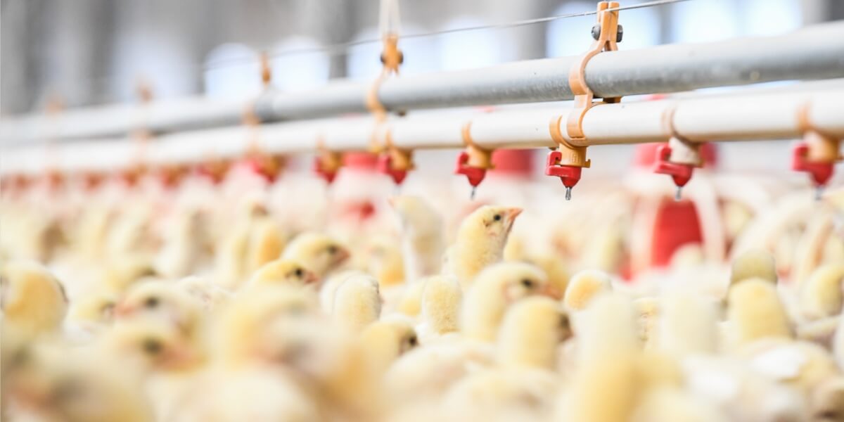 Infectious Bursal Disease | Overview of Gumboro Disease in Chickens