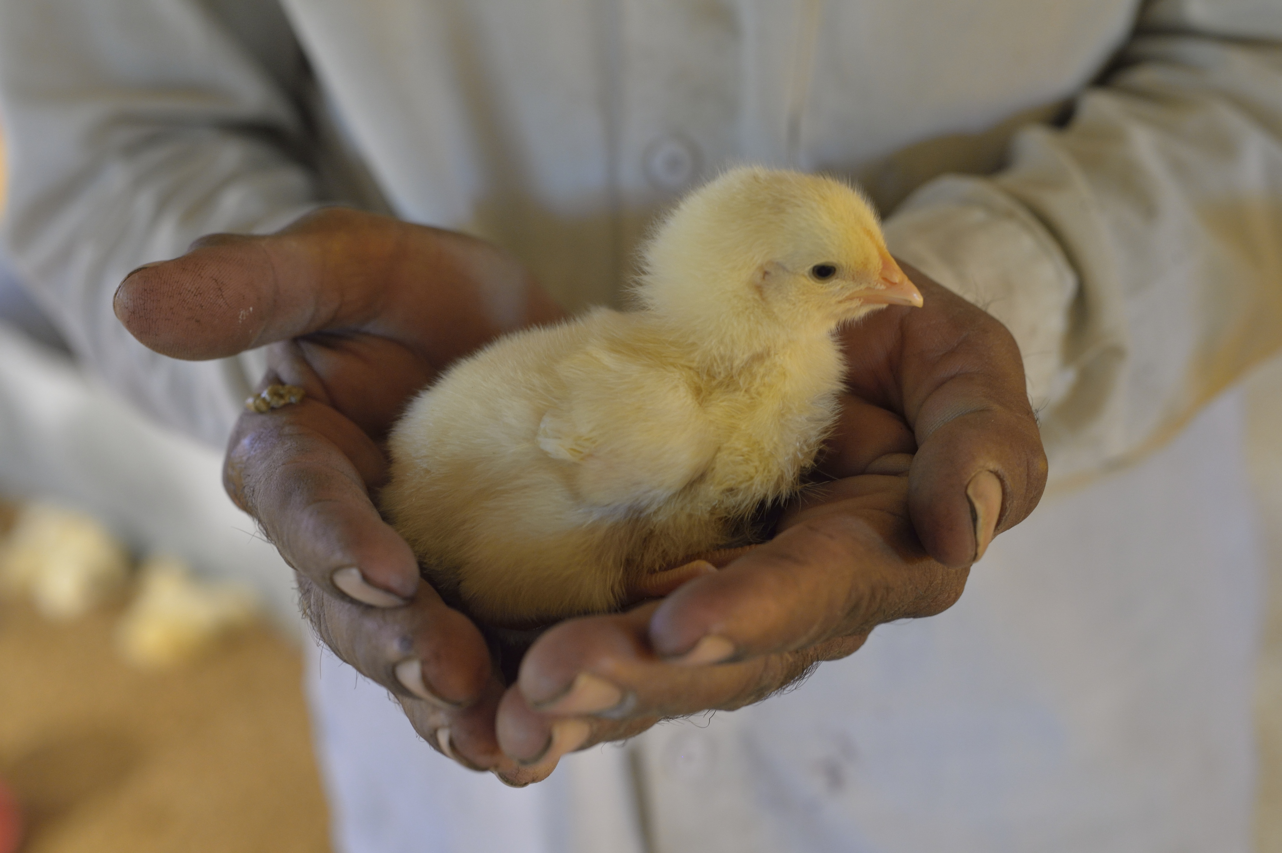 Preventive practices for Coccidiosis