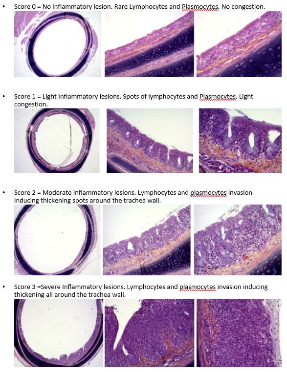 Why Live ND Vaccines are NOT the best choice in high ND challenge ...