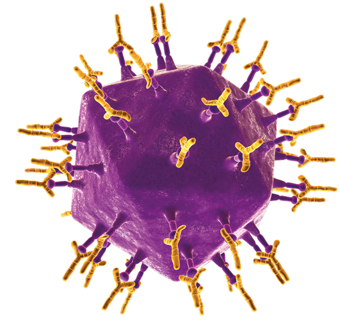 Differences between IBD Immune-complex and HVT IBD vaccines
